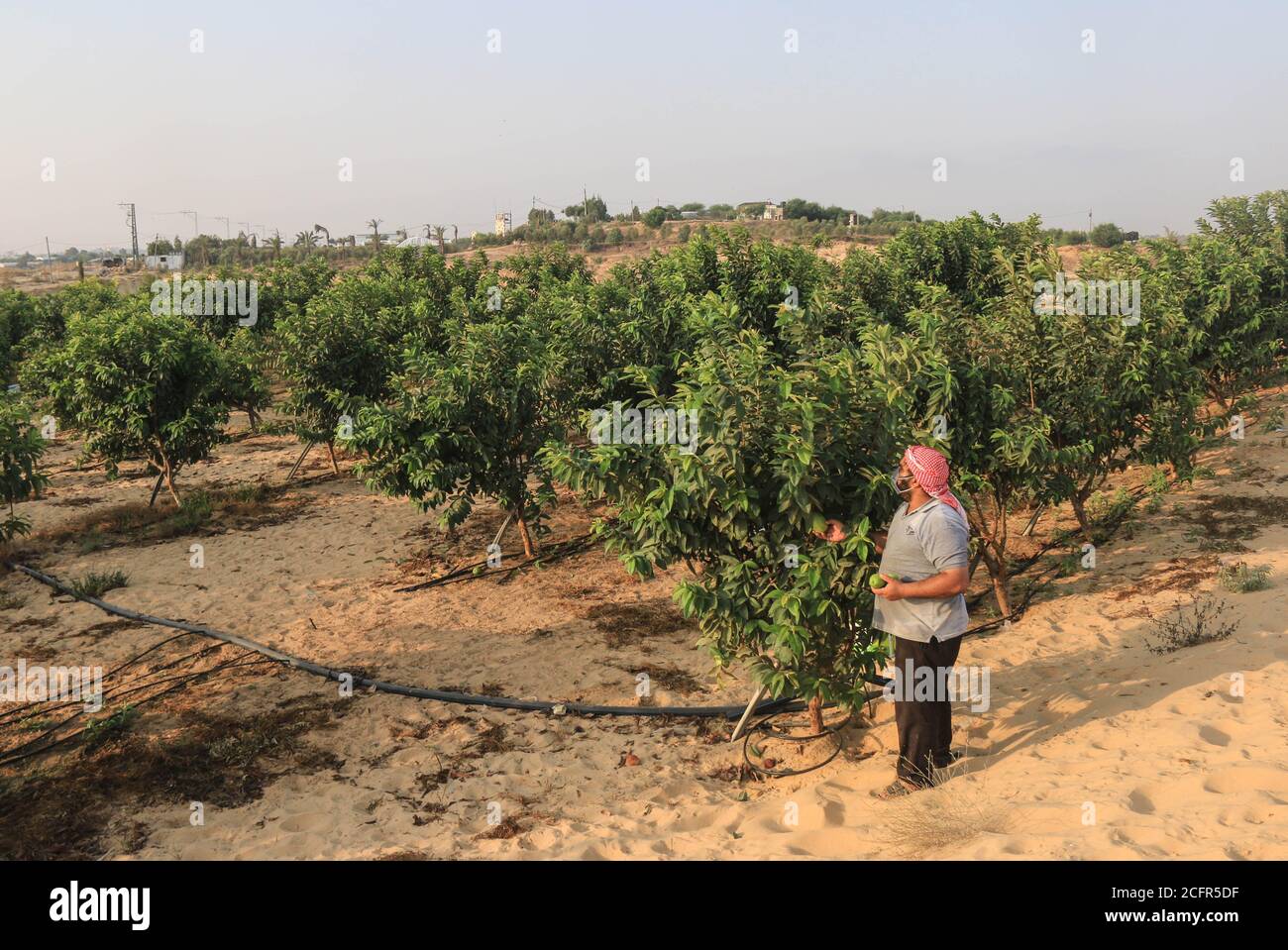 Khan Yunis, The Gaza Strip, Palestine. 7th Sep, 2020. A Palestinian ...