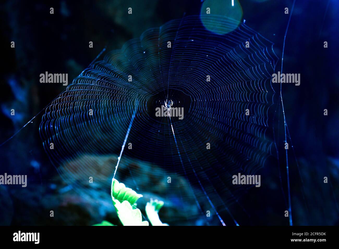 Spider web natural texture blurred background . Indian forest Stock ...