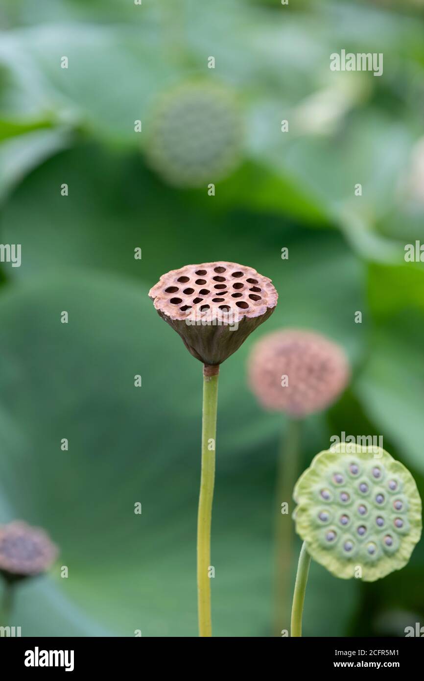 Copy of nature hi-res stock photography and images - Alamy