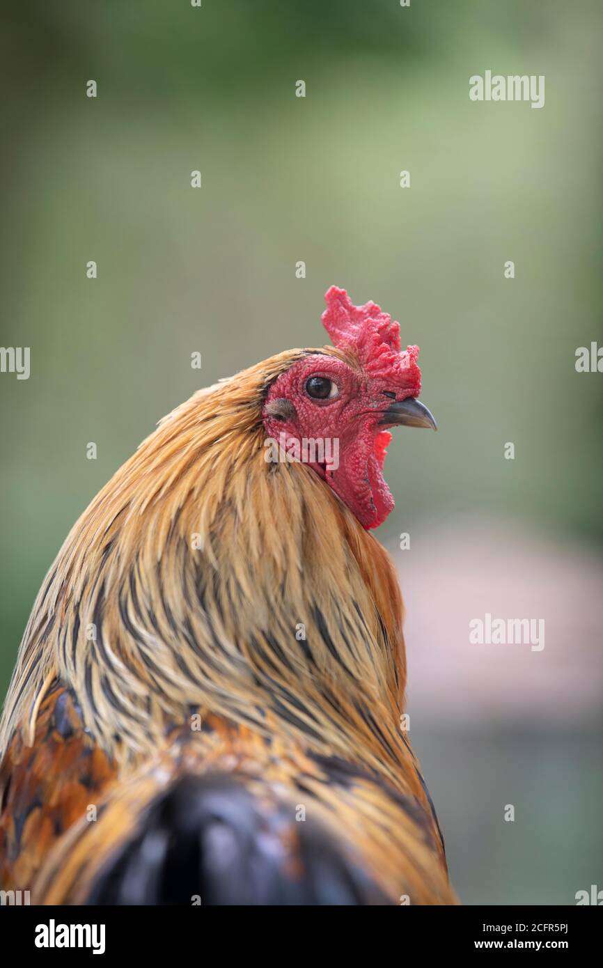 Hens and roosters hi-res stock photography and images - Alamy