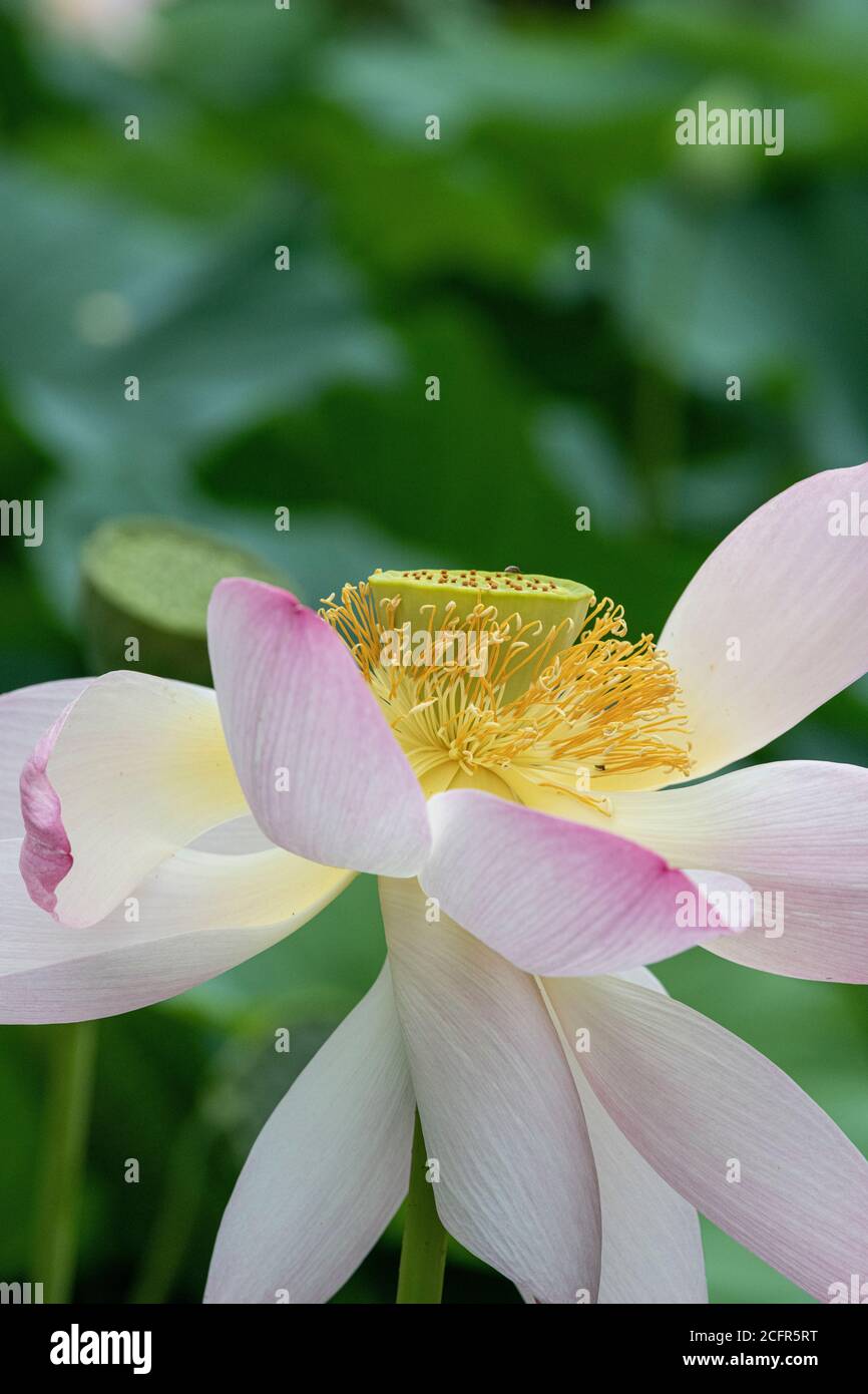 Locus trees hi-res stock photography and images - Alamy