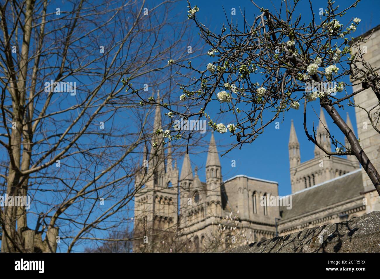 Peterborough Cathedral, Cambridgeshire, England Stock Photo - Alamy