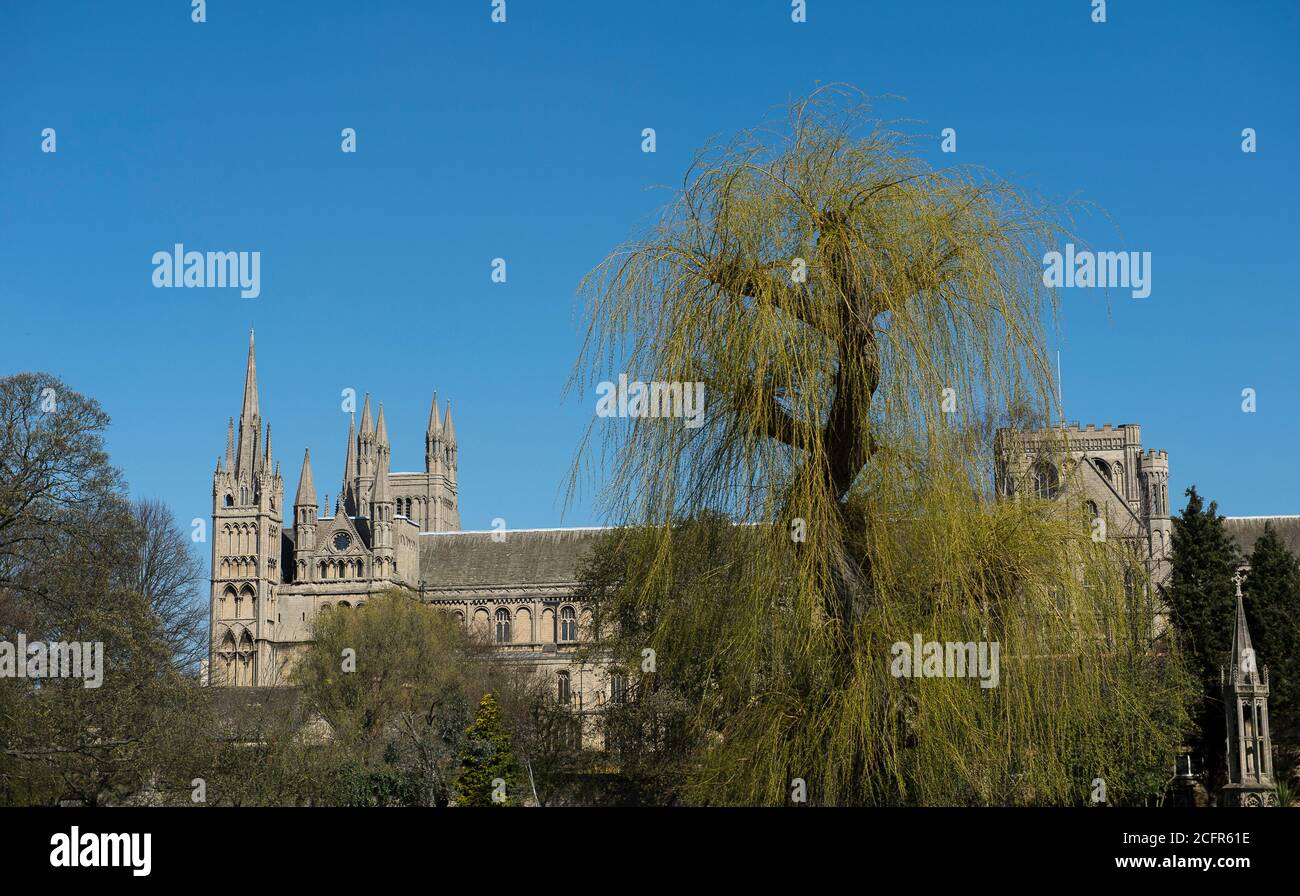 Peterborough Cathedral, Peterborough, Cambridgeshire, England Stock ...