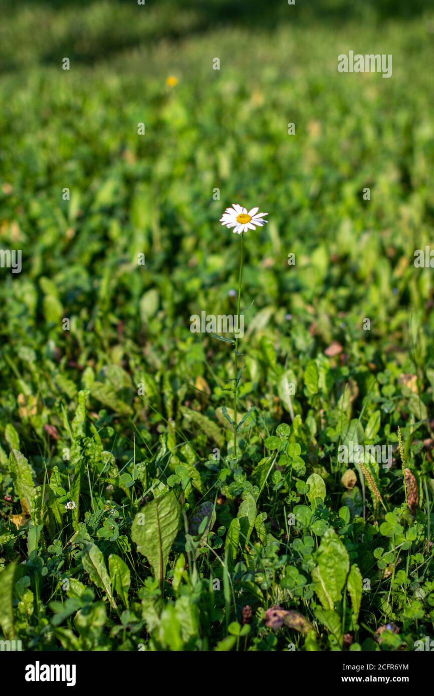 One lone beautiful Daisy flower in a grass field lawn Stock Photo - Alamy