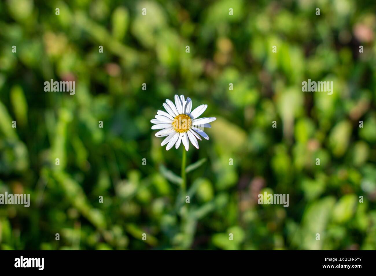 Flower in a grass hi-res stock photography and images - Alamy