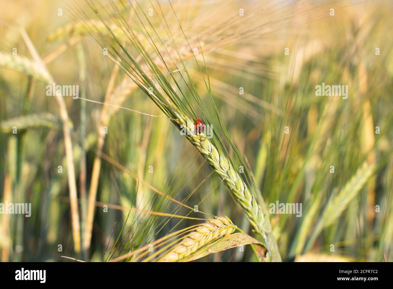 Rye grass beetle hi-res stock photography and images - Alamy