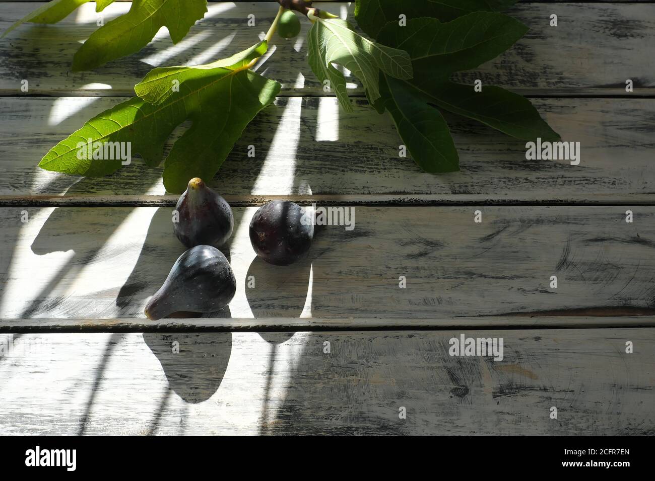 Fig leaf palm hi-res stock photography and images - Alamy