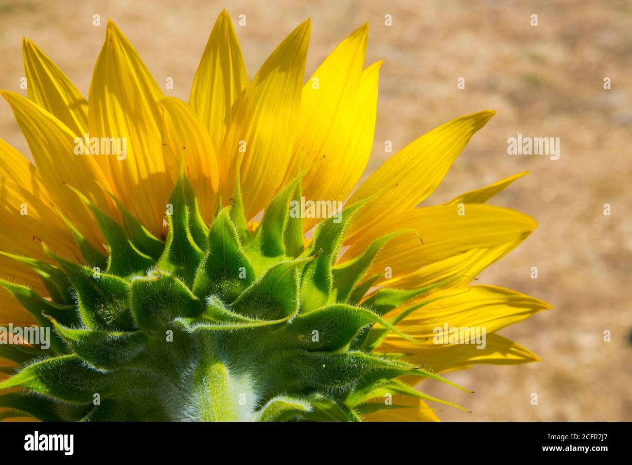 Back view of sunflower hi-res stock photography and images - Alamy