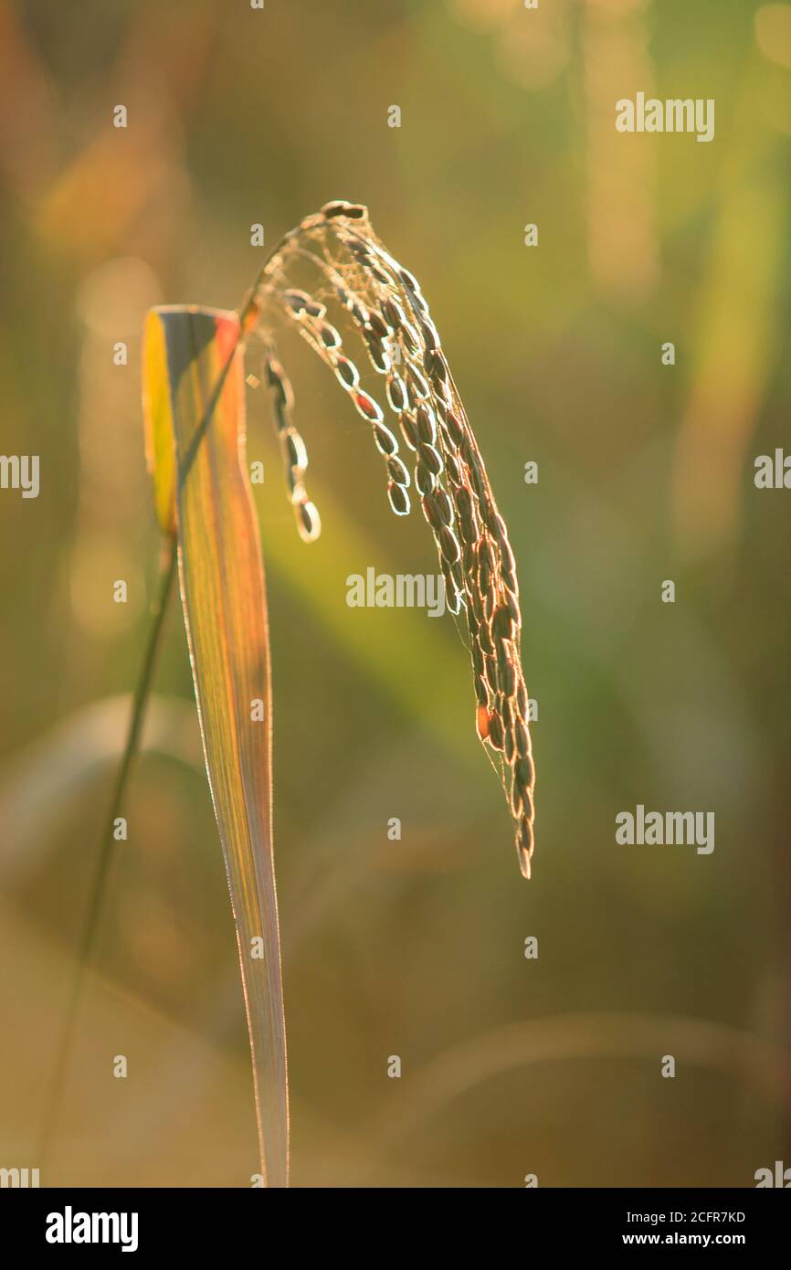 Mali crop hi-res stock photography and images - Alamy