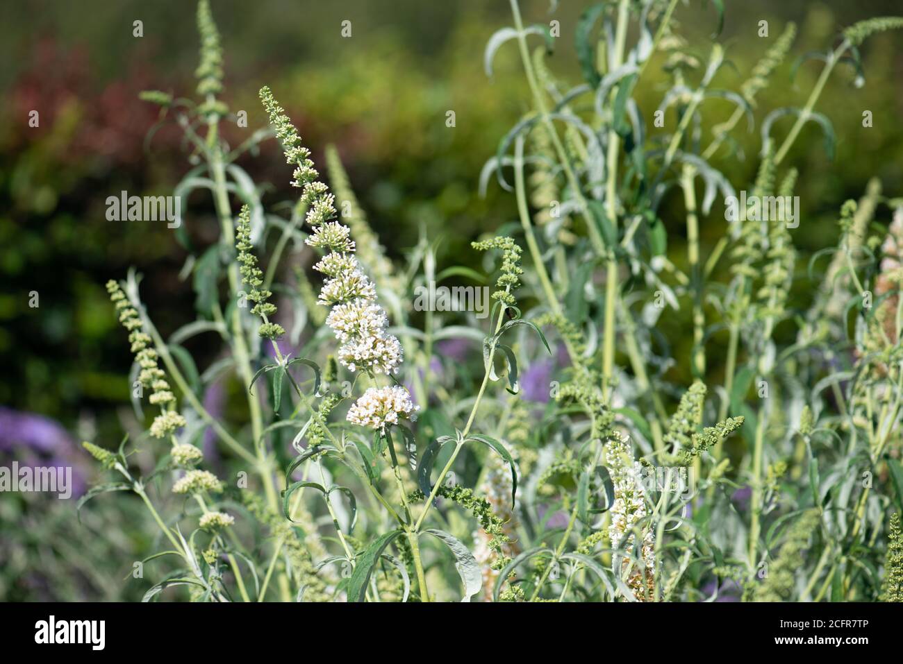 Buddleja flowers in the summer shot in the national collection in ...