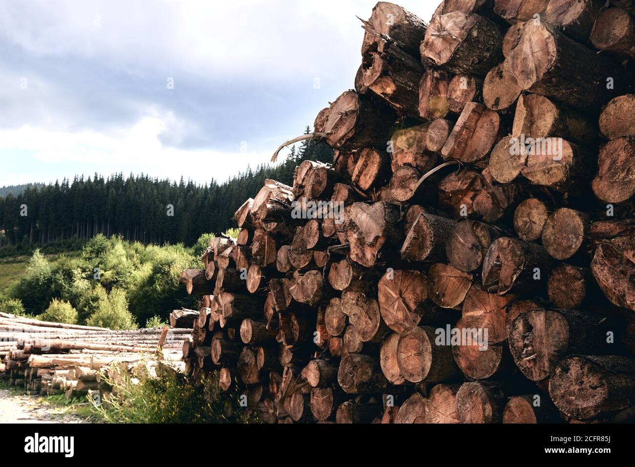 Logs in a sawmill yard. Stacks of woodpile firewood texture background ...