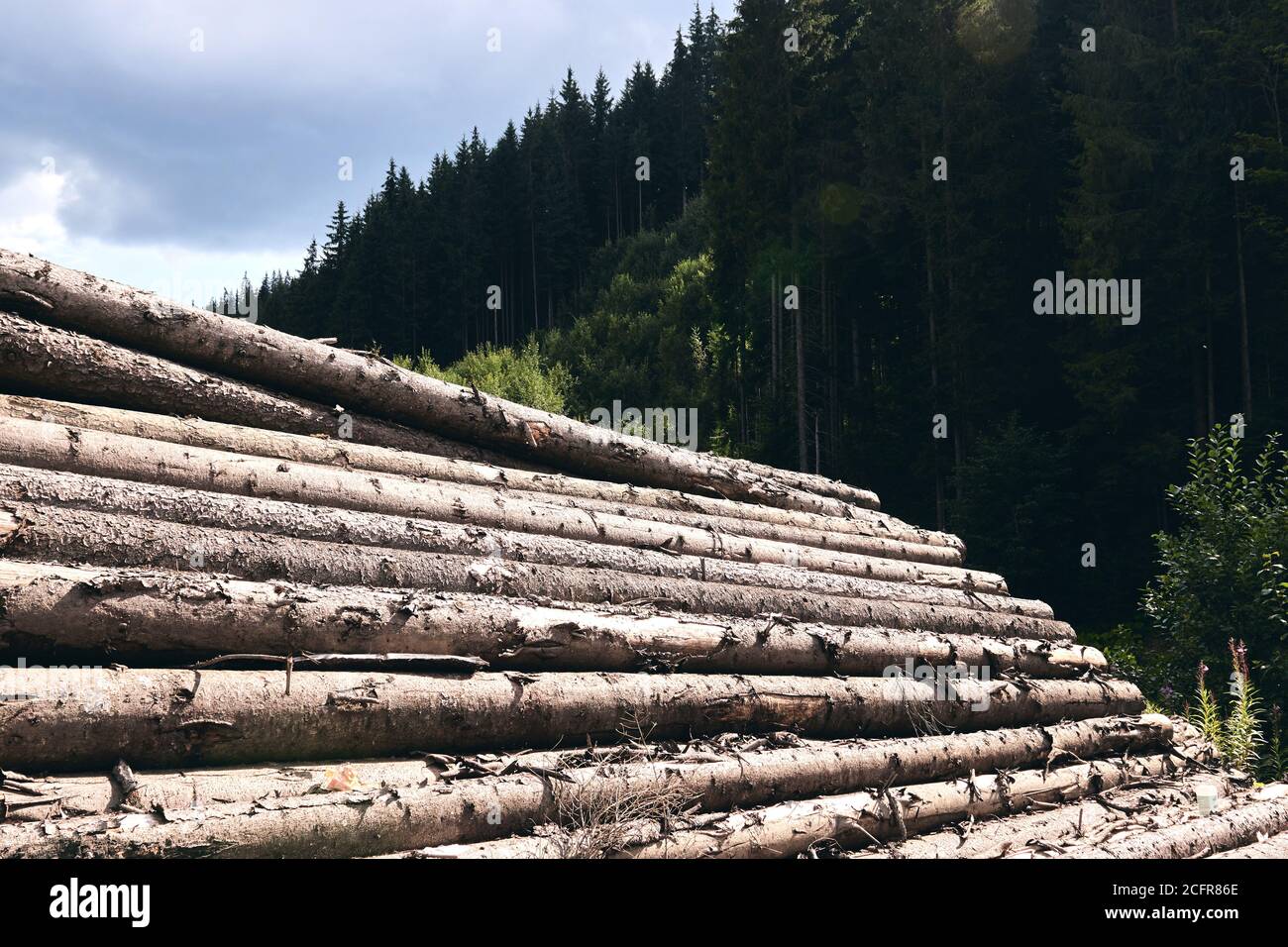 Logs in a sawmill yard. Stacks of woodpile firewood texture background ...