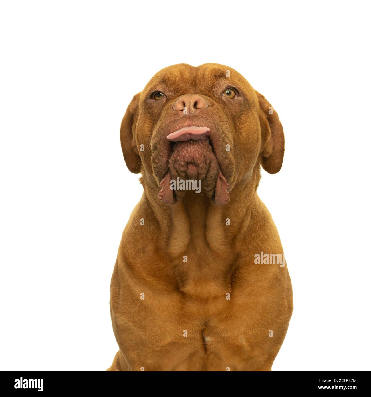 Female French Mastiff