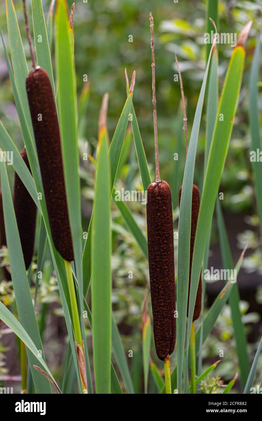 Close-up of lesser bulrush plants (typha latifolia Stock Photo - Alamy