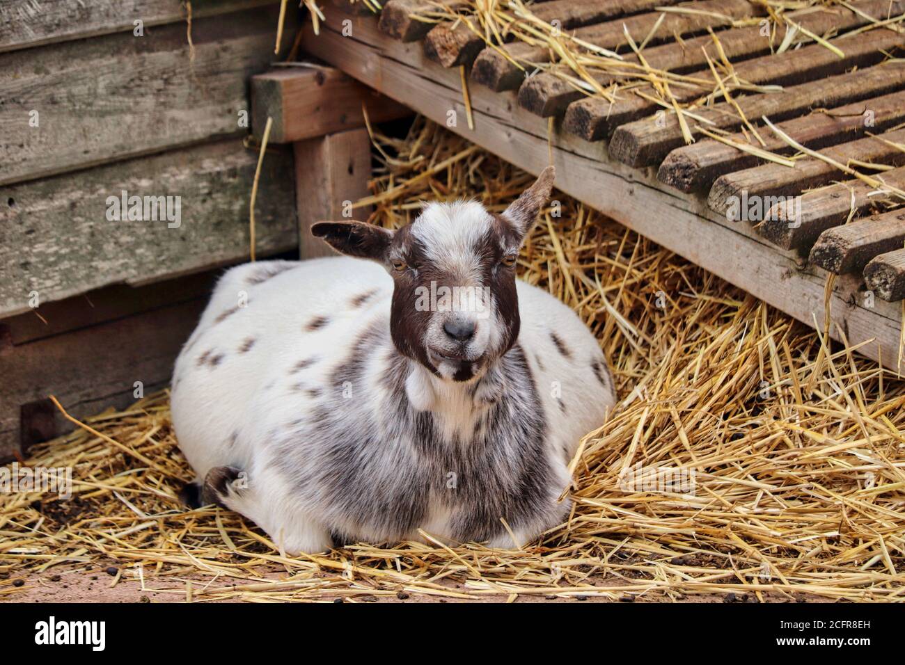 Straw goats hi-res stock photography and images - Alamy