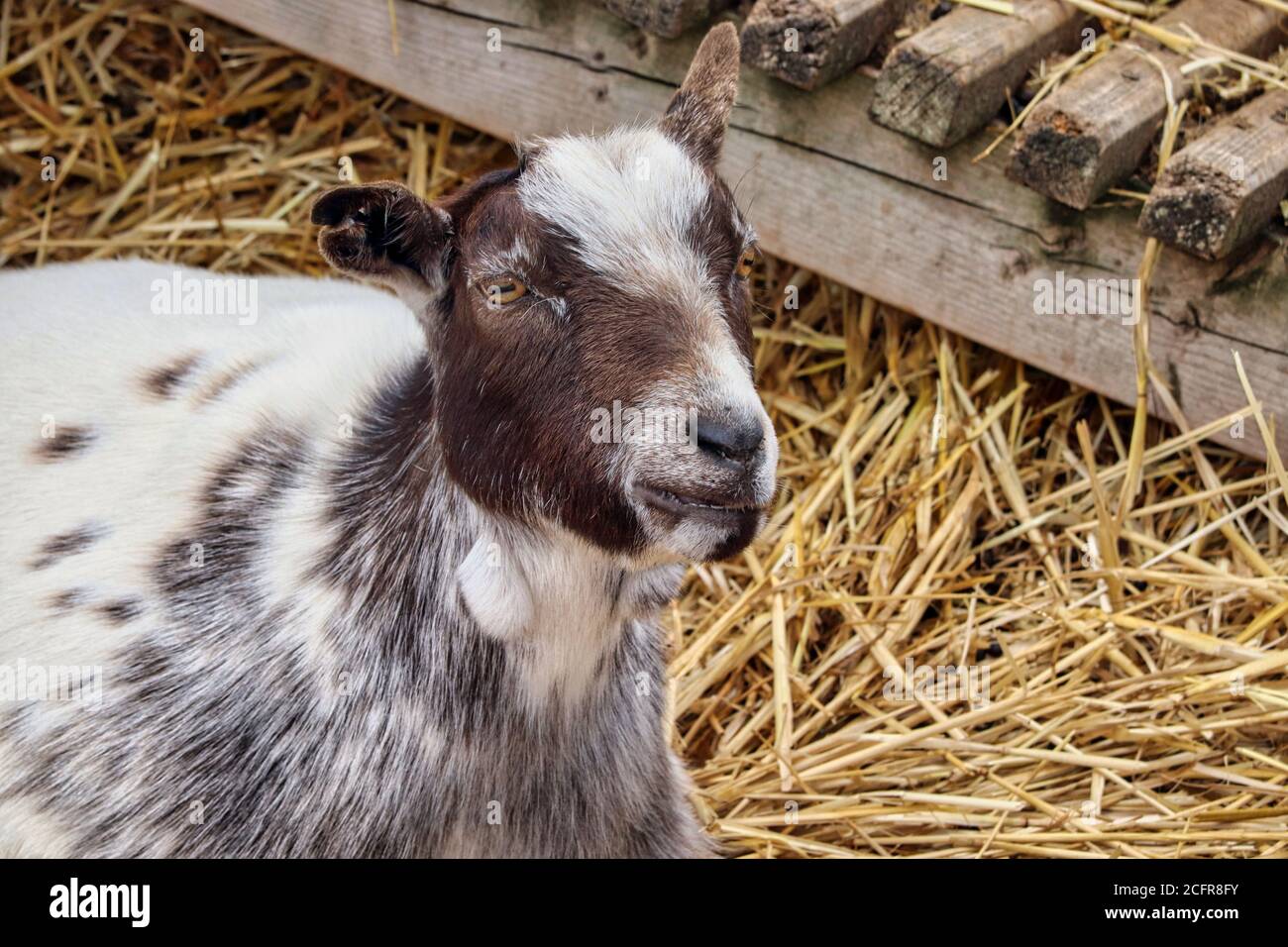 Straw goats hi-res stock photography and images - Alamy