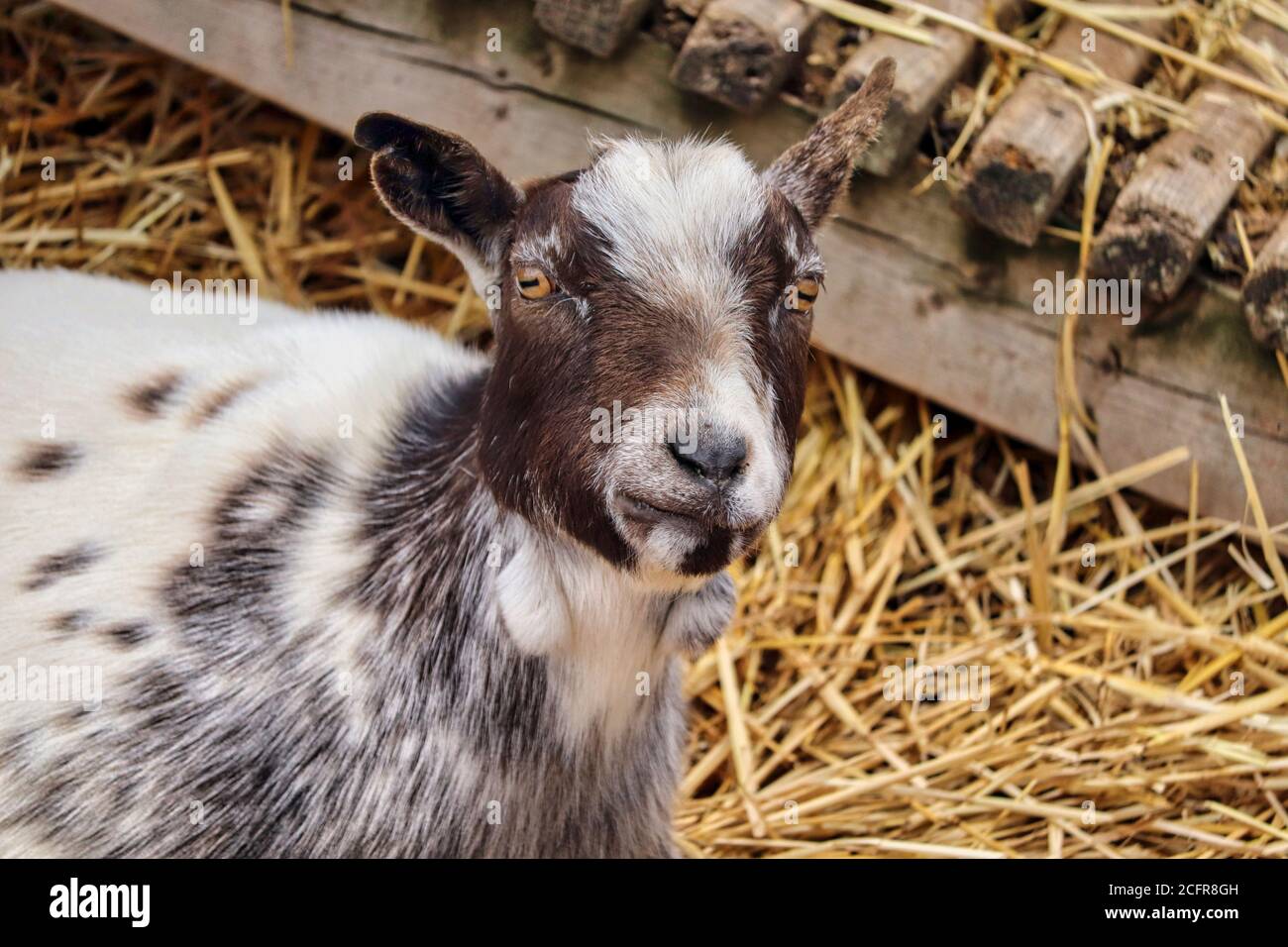 Lovely goats hi-res stock photography and images - Alamy