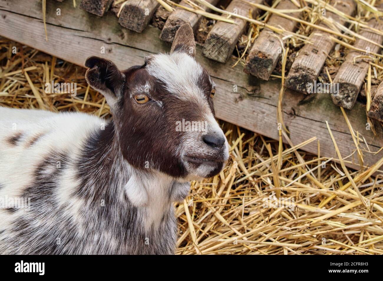 Straw goats hi-res stock photography and images - Alamy