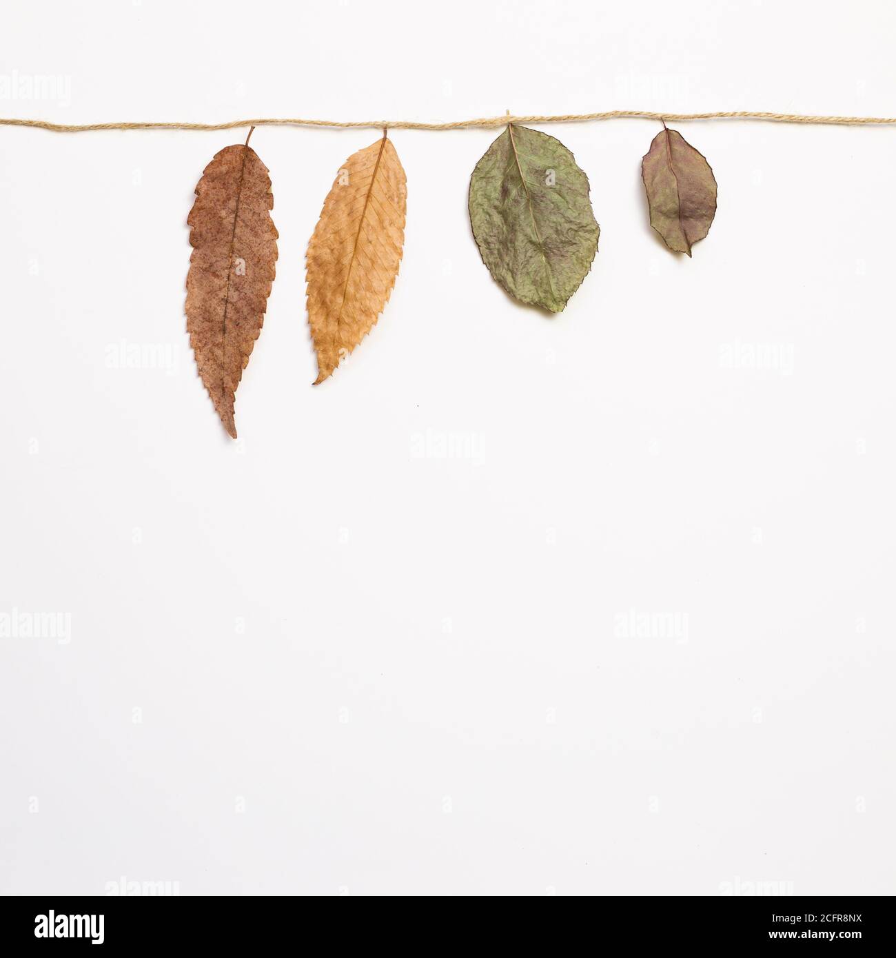 Autumn dry leaves hanging on a string with white background. flat lay ...