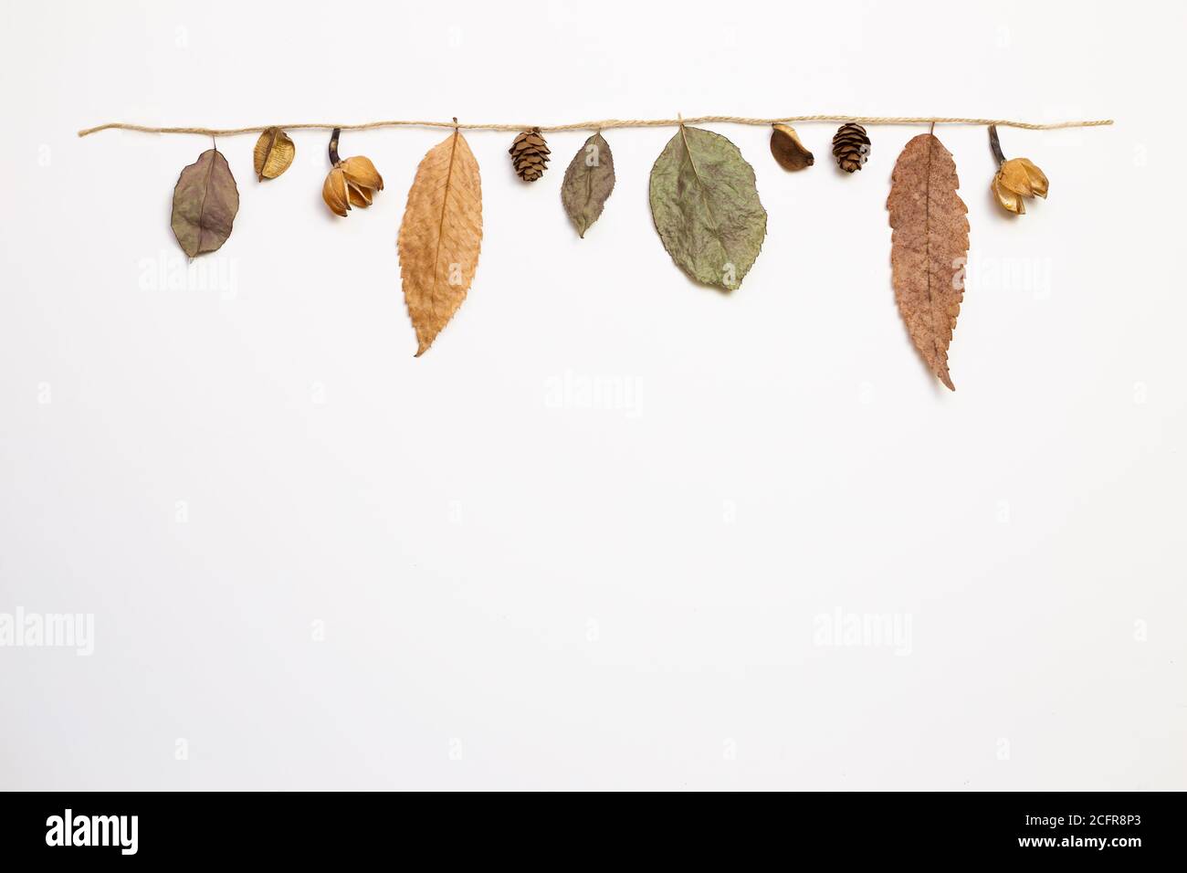 Autumn dry leaves hanging on a string with white background. flat lay ...