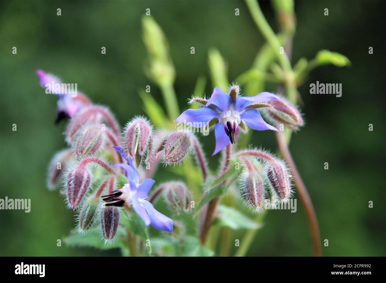 Borango officinalis - blue borage flower and buds Stock Photo - Alamy