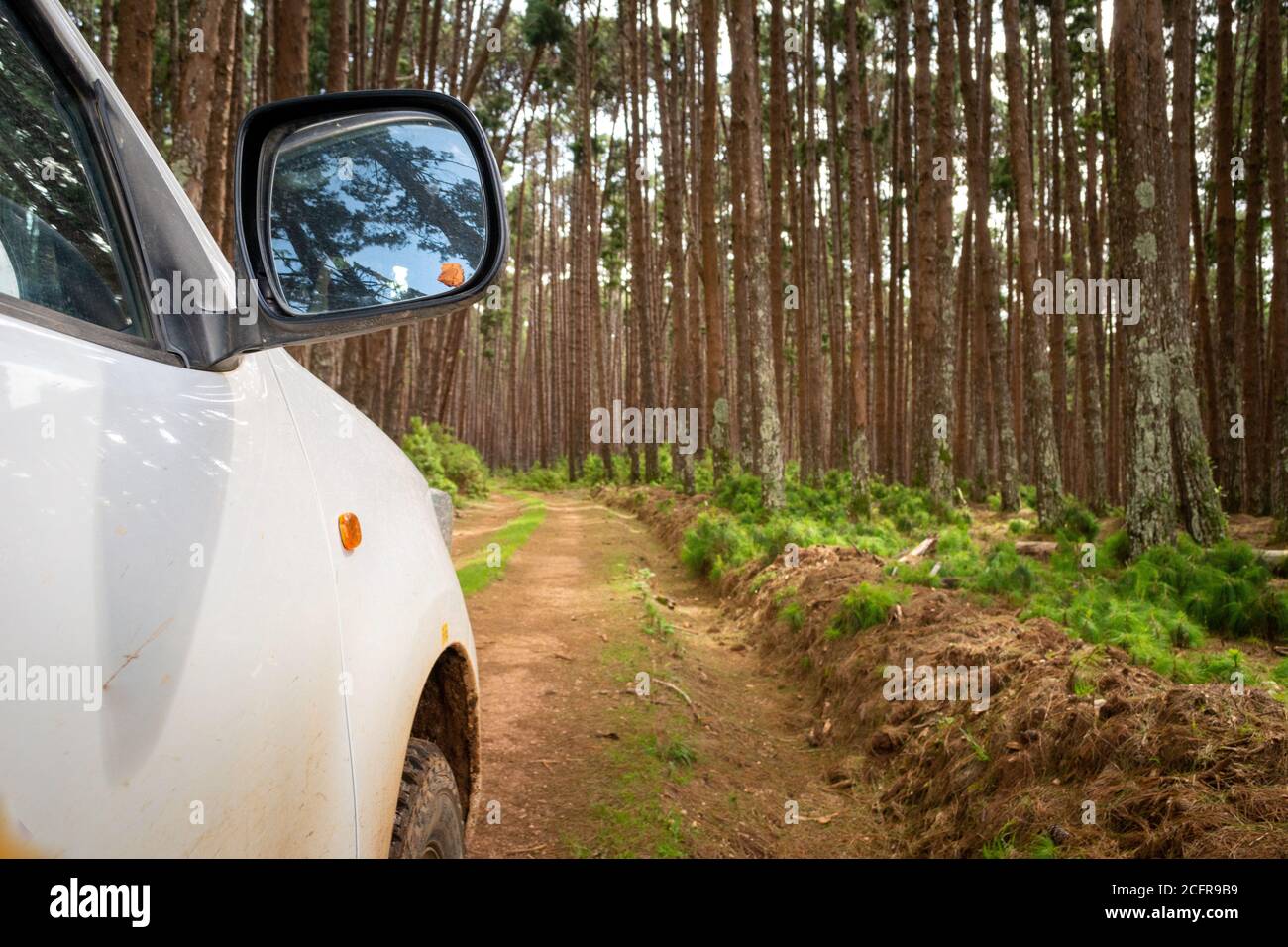 Side view of a 4x4 jeep or truck on a dirt track, heading into the pine ...