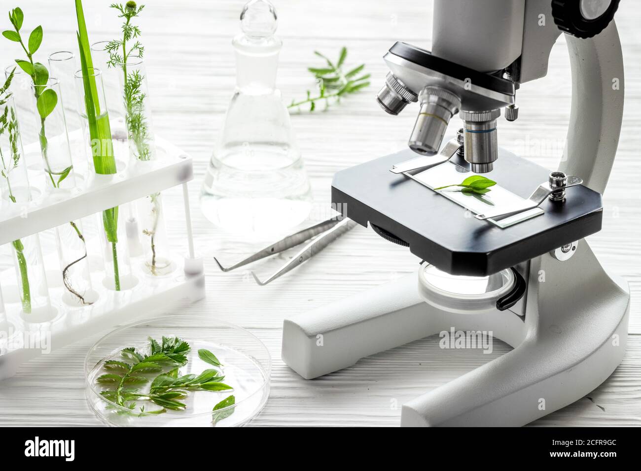 Testing plants and soil in biological laboratory Stock Photo - Alamy