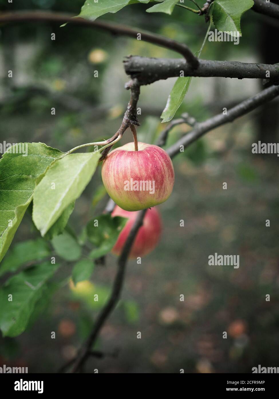 Yellow and red apples hanging on tree with green leaves. Close up with ...