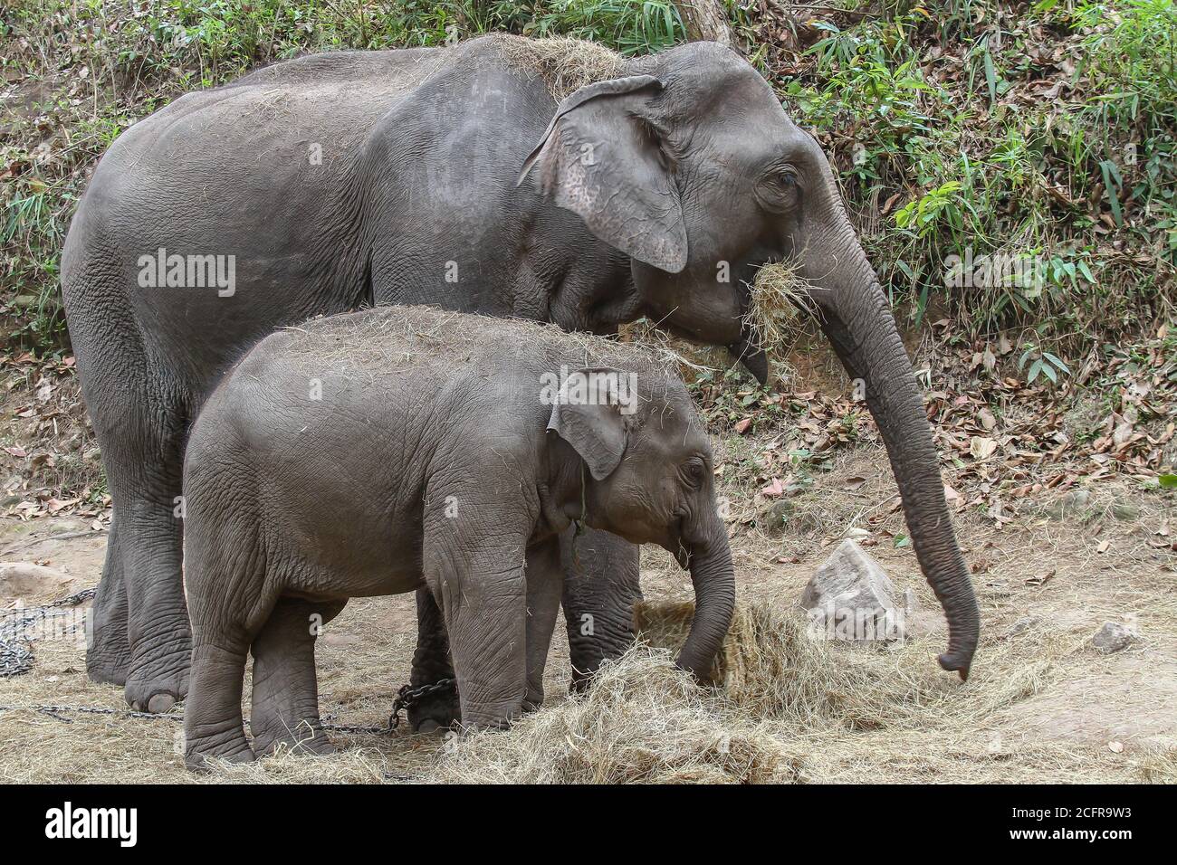 Beautiful shot of elephant mother with its little baby in the jungle of ...