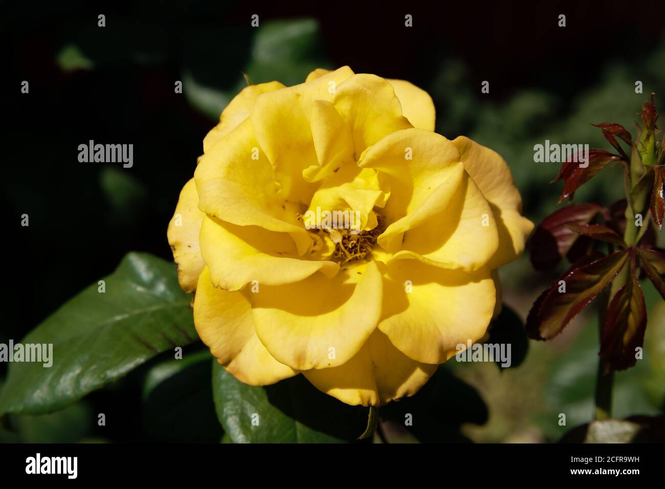 A beautiful yellow rose blooms in my garden Stock Photo - Alamy