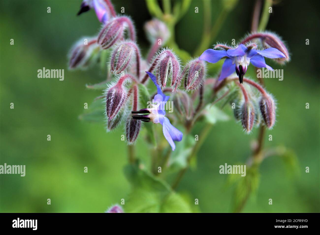Borango officinalis - blue borage flower and buds Stock Photo - Alamy