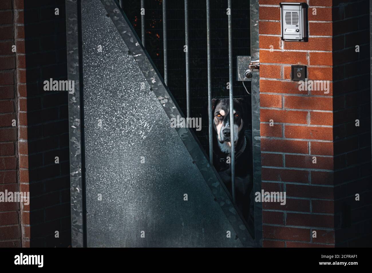 A security dog behind fence keeping a watch over Stock Photo - Alamy