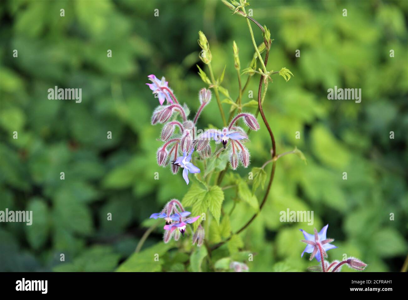 Borango officinalis - blue borage flower and buds aginst a green ...