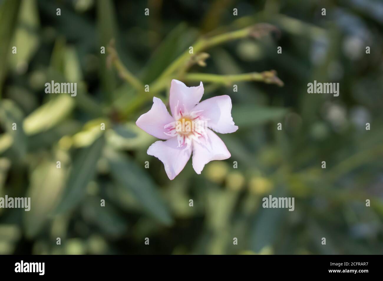Closeup shot of beautiful Oleander or Nerium flower on a blurred ...