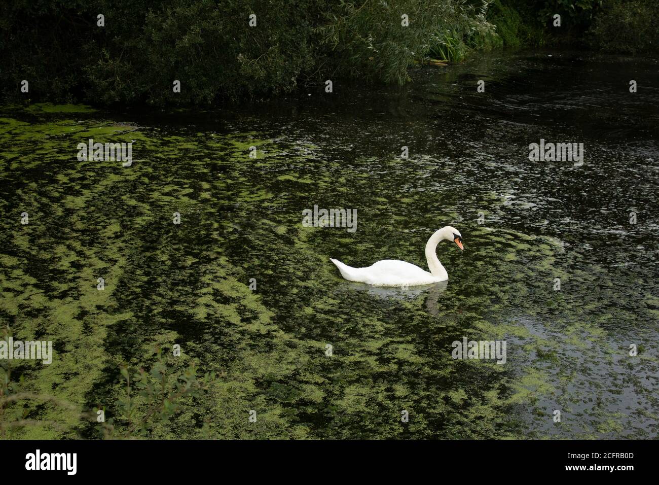 Swan gliding on a moss covered lake Stock Photo - Alamy