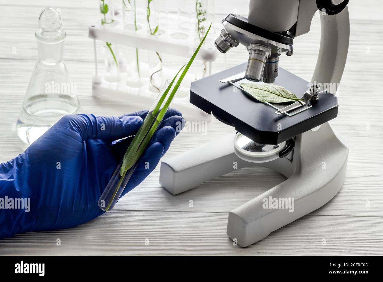 Scientist tests plants with microscope in laboratory. Close up Stock ...