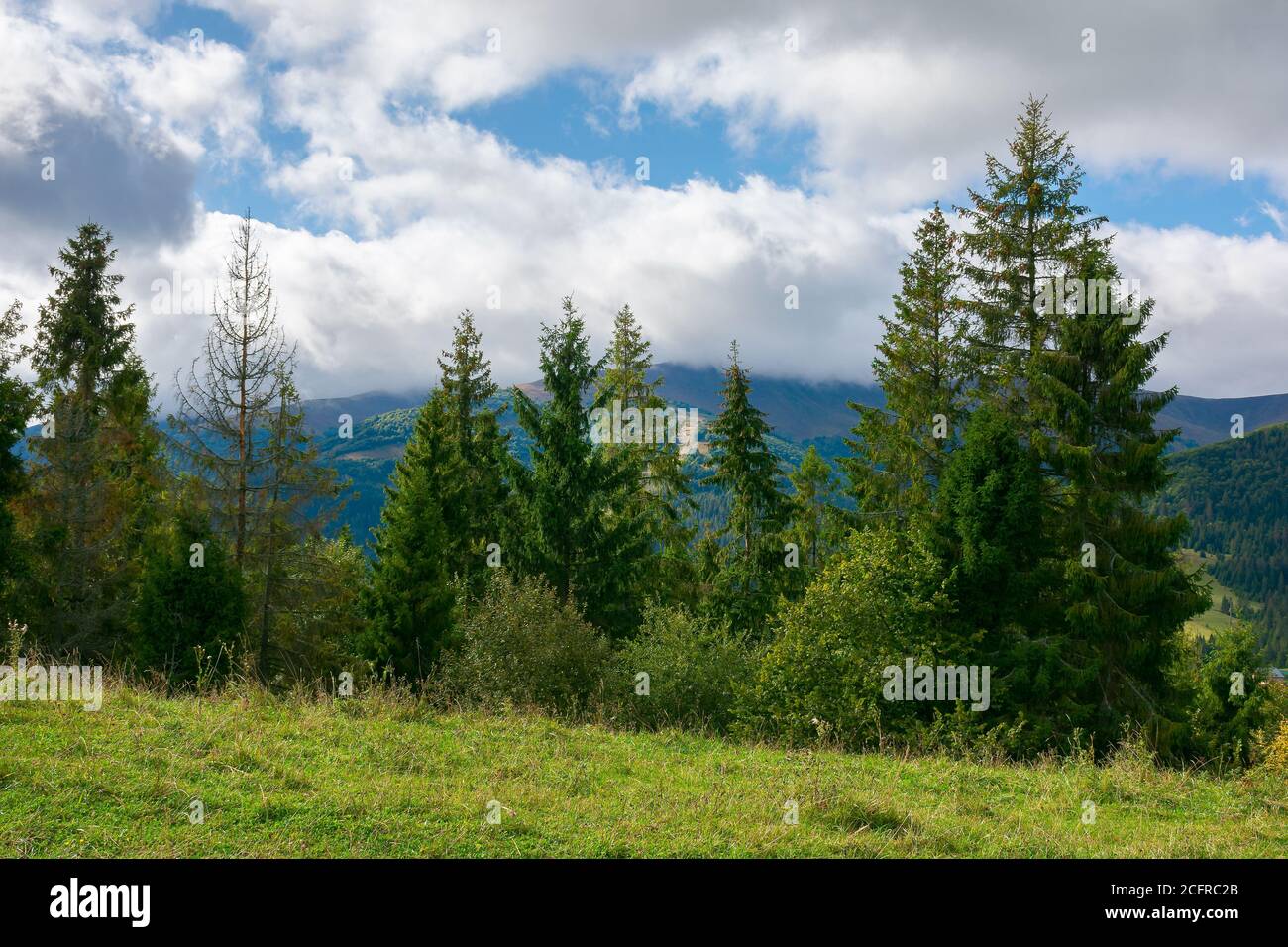 spruce trees on the meadow in mountains. dry and sunny september ...