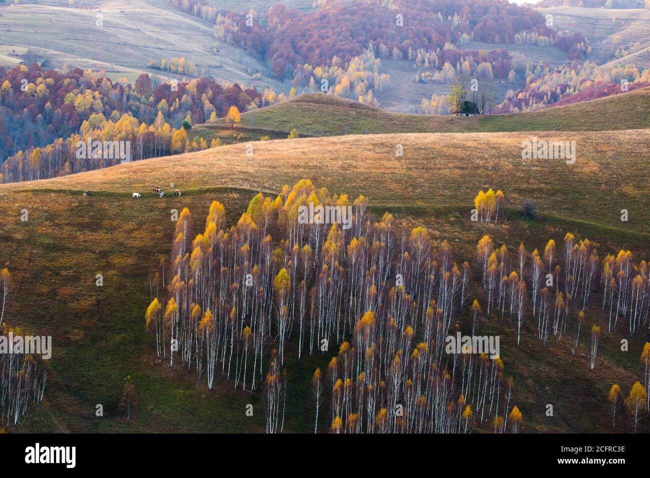 Beautiful autumn landscape with colorful trees Stock Photo - Alamy