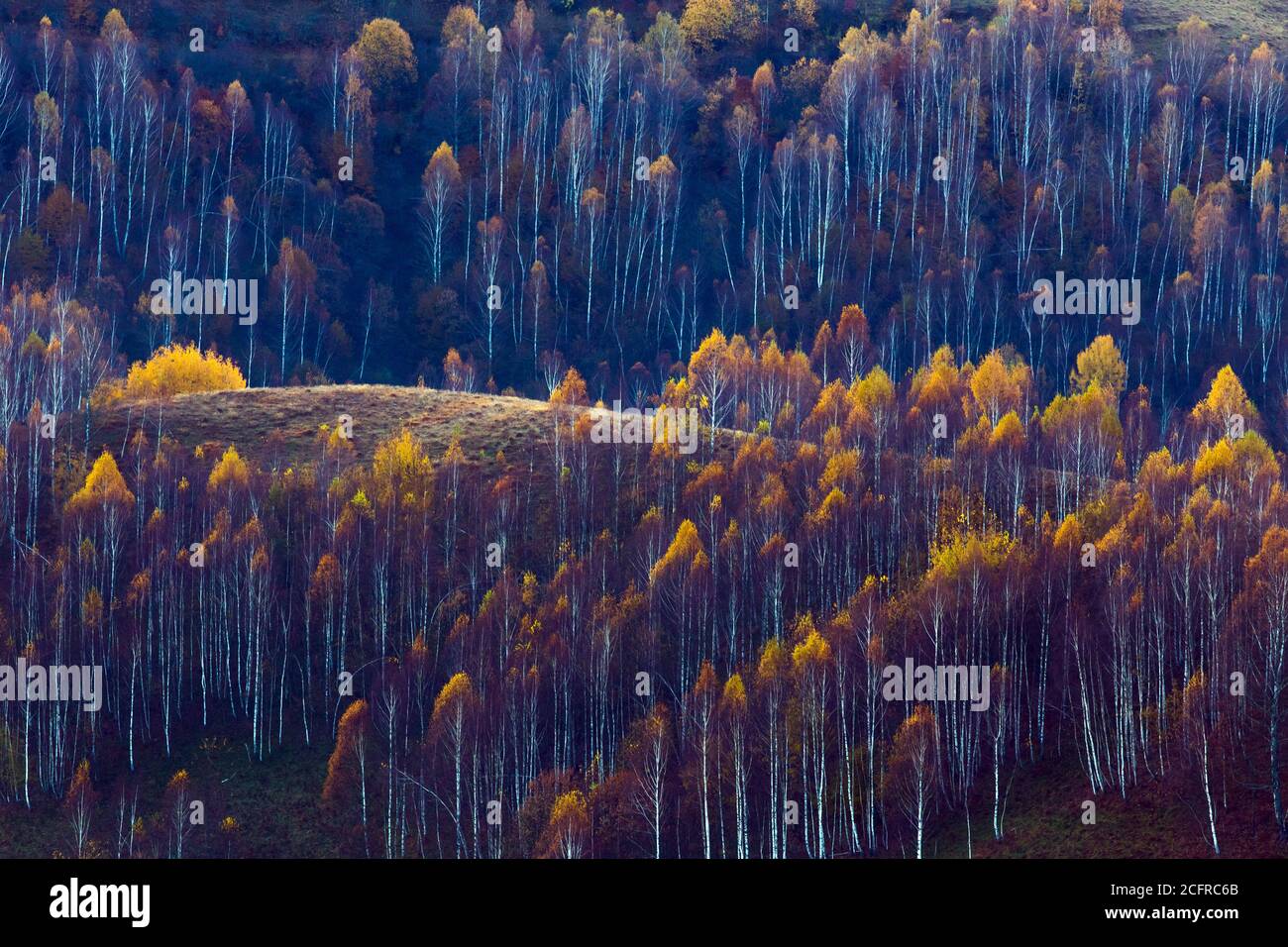 Beautiful autumn landscape with colorful trees Stock Photo - Alamy