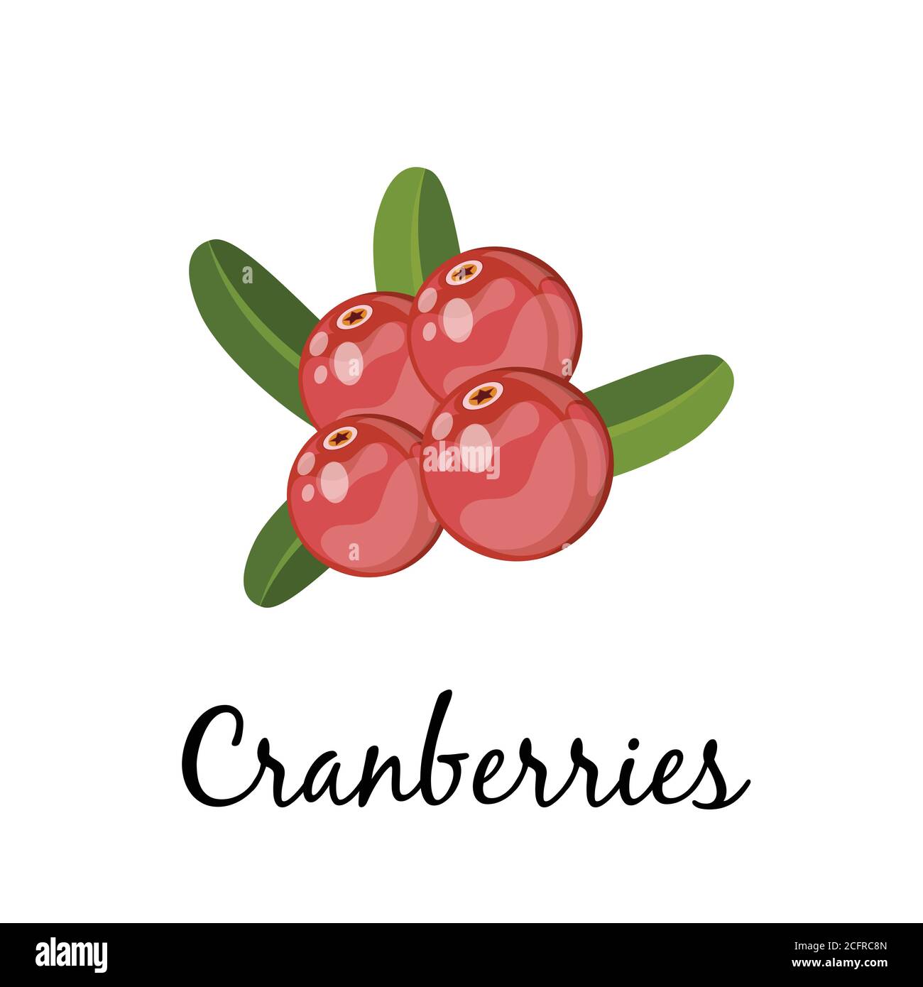 Cranberries with green leaves on white background. cartoon vector ...