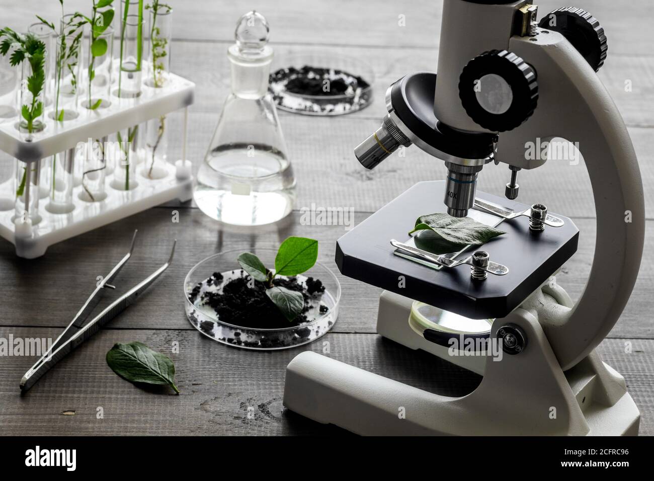 Microscope with plants in biological laboratory. Biological chemistry ...