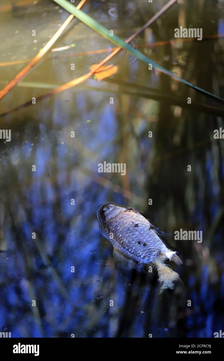 Dead fish in a lake with a heart-shaped leaf above its head Stock Photo ...