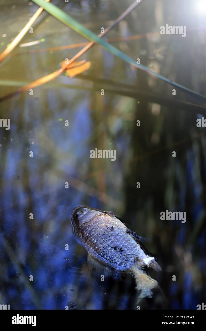 Dead fish in a lake with a heart-shaped leaf above its head Stock Photo ...