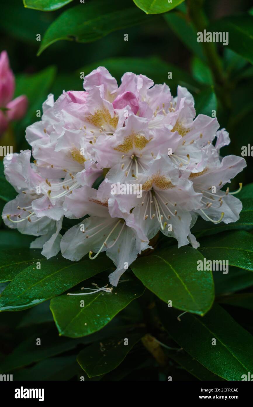 White and pink rhododendron hi-res stock photography and images - Alamy