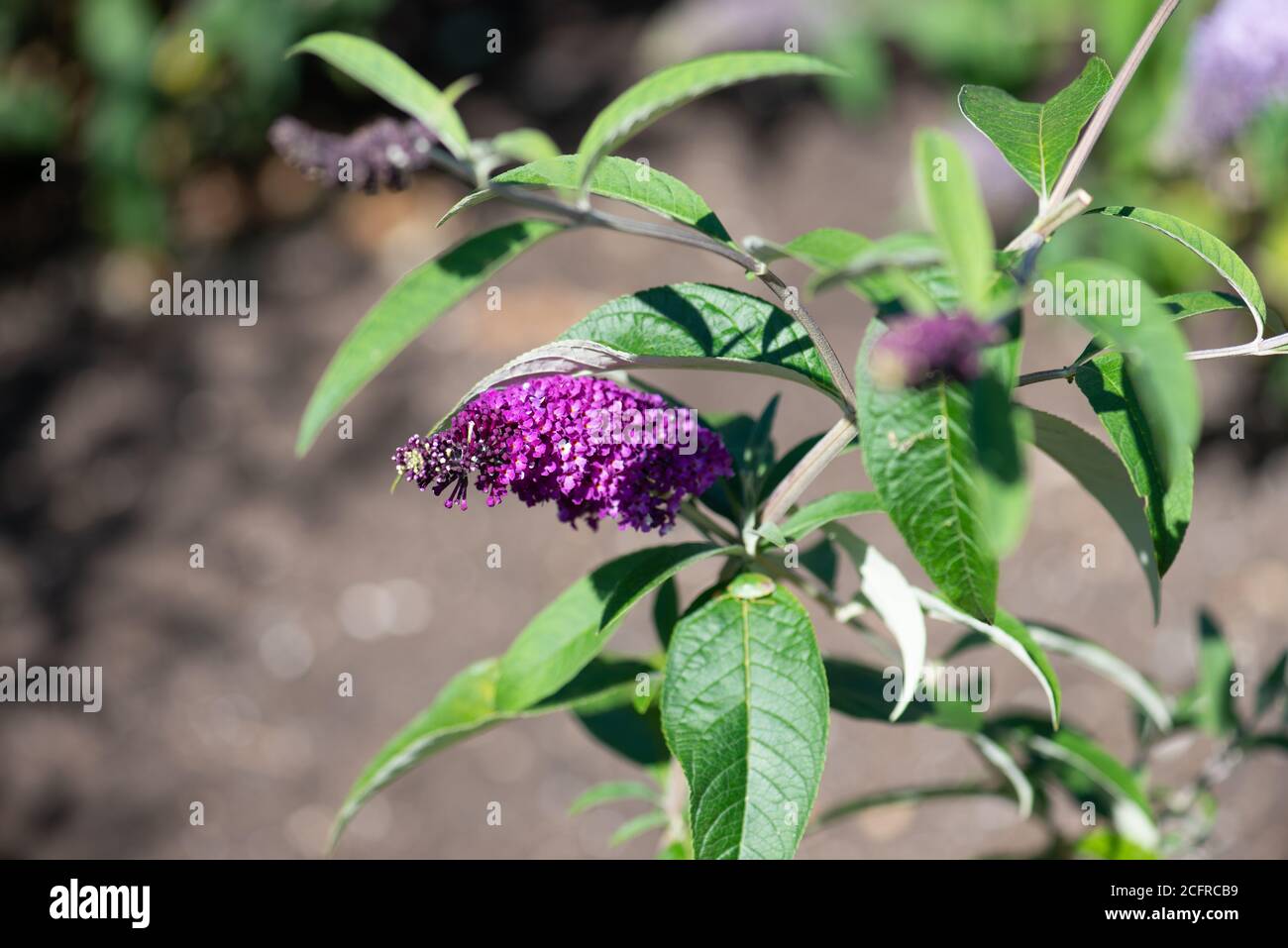 Buddleja flowers in the summer shot in the national collection in ...