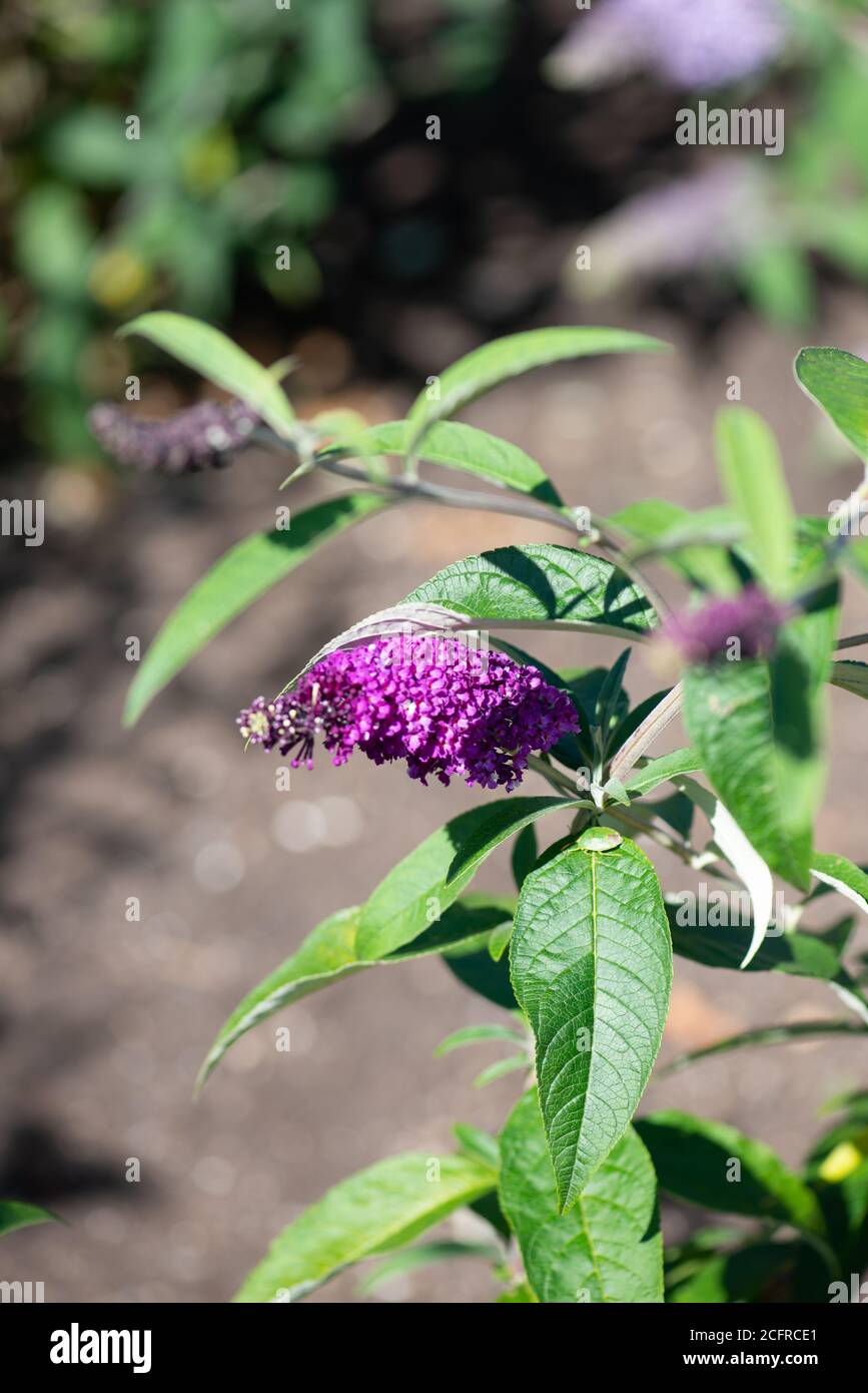 Buddleja flowers in the summer shot in the national collection in ...