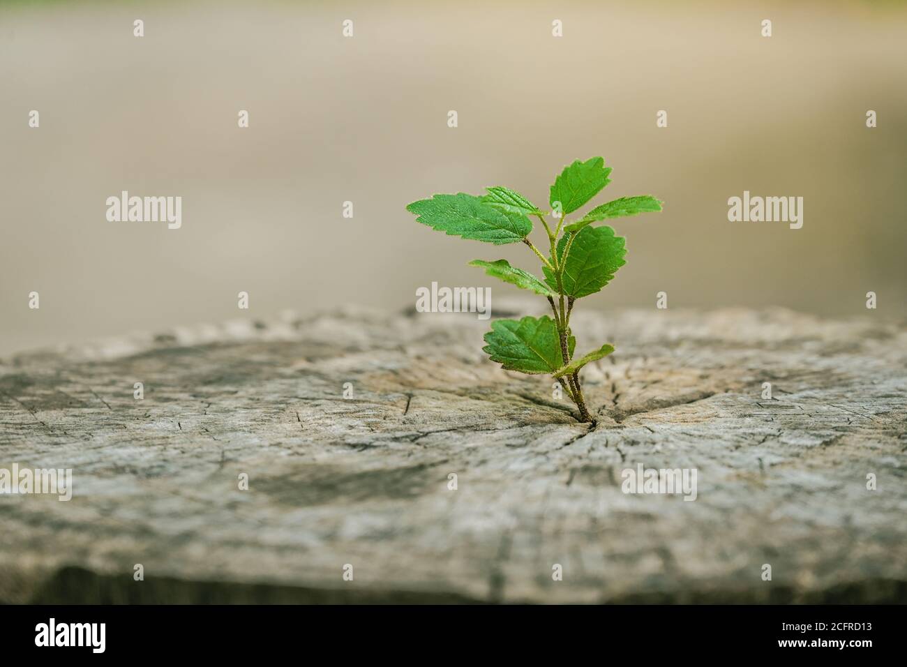 Growing on tree stumps hi-res stock photography and images - Alamy