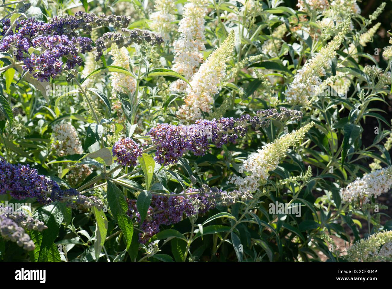 Buddleja flowers in the summer shot in the national collection in ...