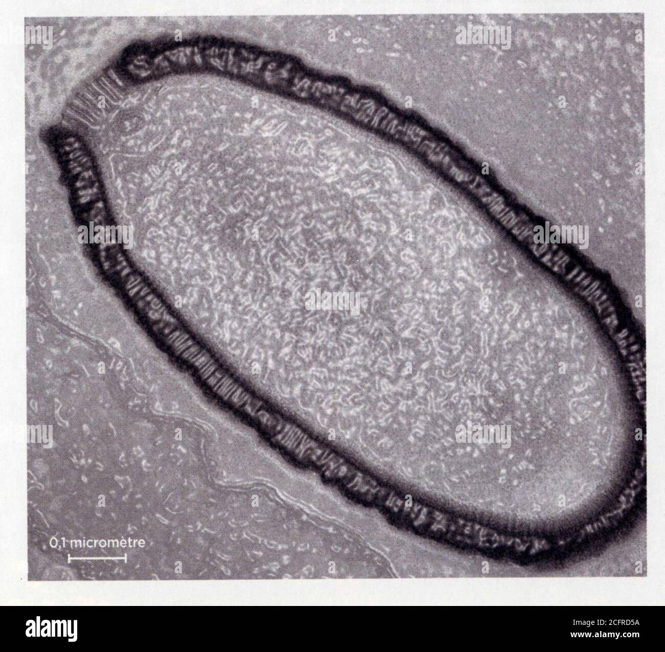 La particule virale du Pithovirus est entourée de 0,06 micromètre en ...