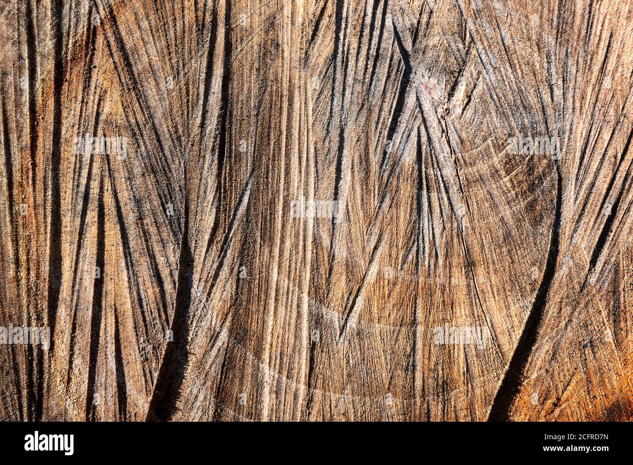 Background and textures. Natural wooden background of tree trunk or ...